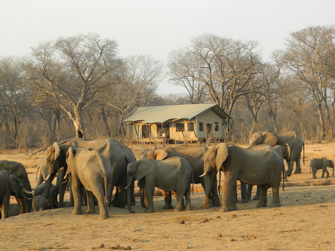 The Wildlife of Zimbabwe's World Heritage Sites - Cheapest Vacations ...