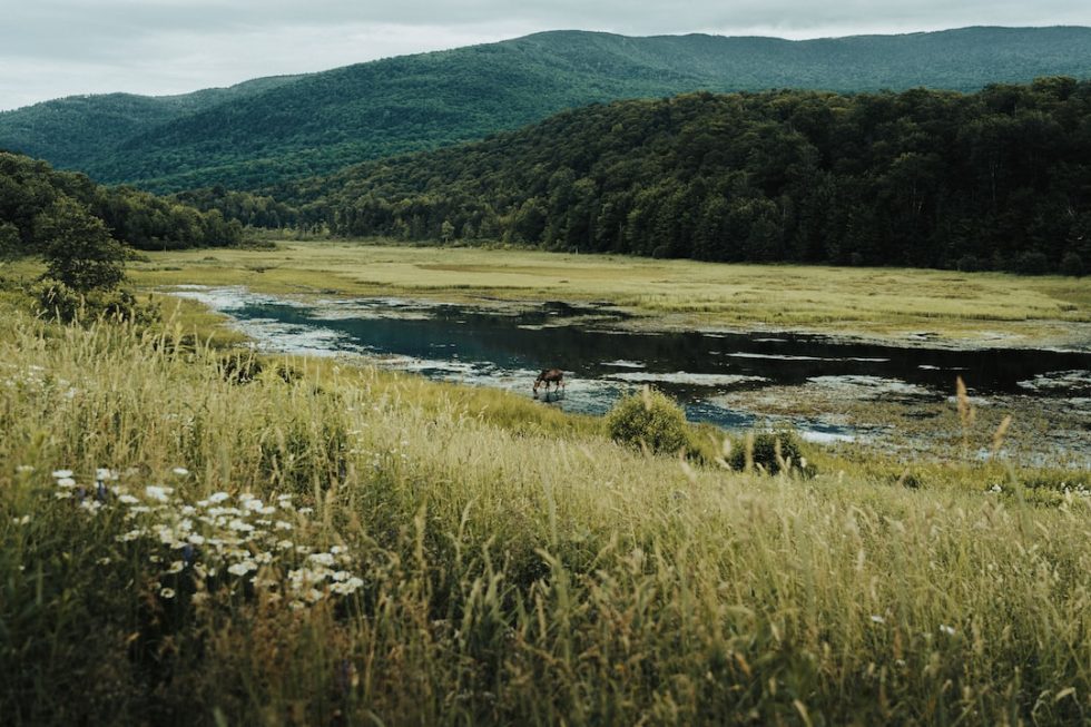 Discovering Vermont's Unique Wildlife - Cheapest Vacations | Cool ...